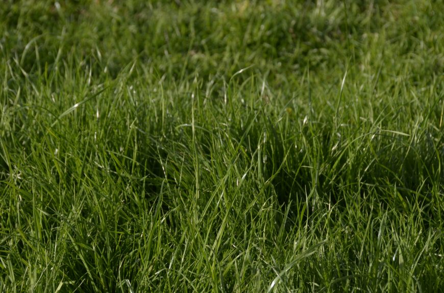 Services – Prostock Livestock