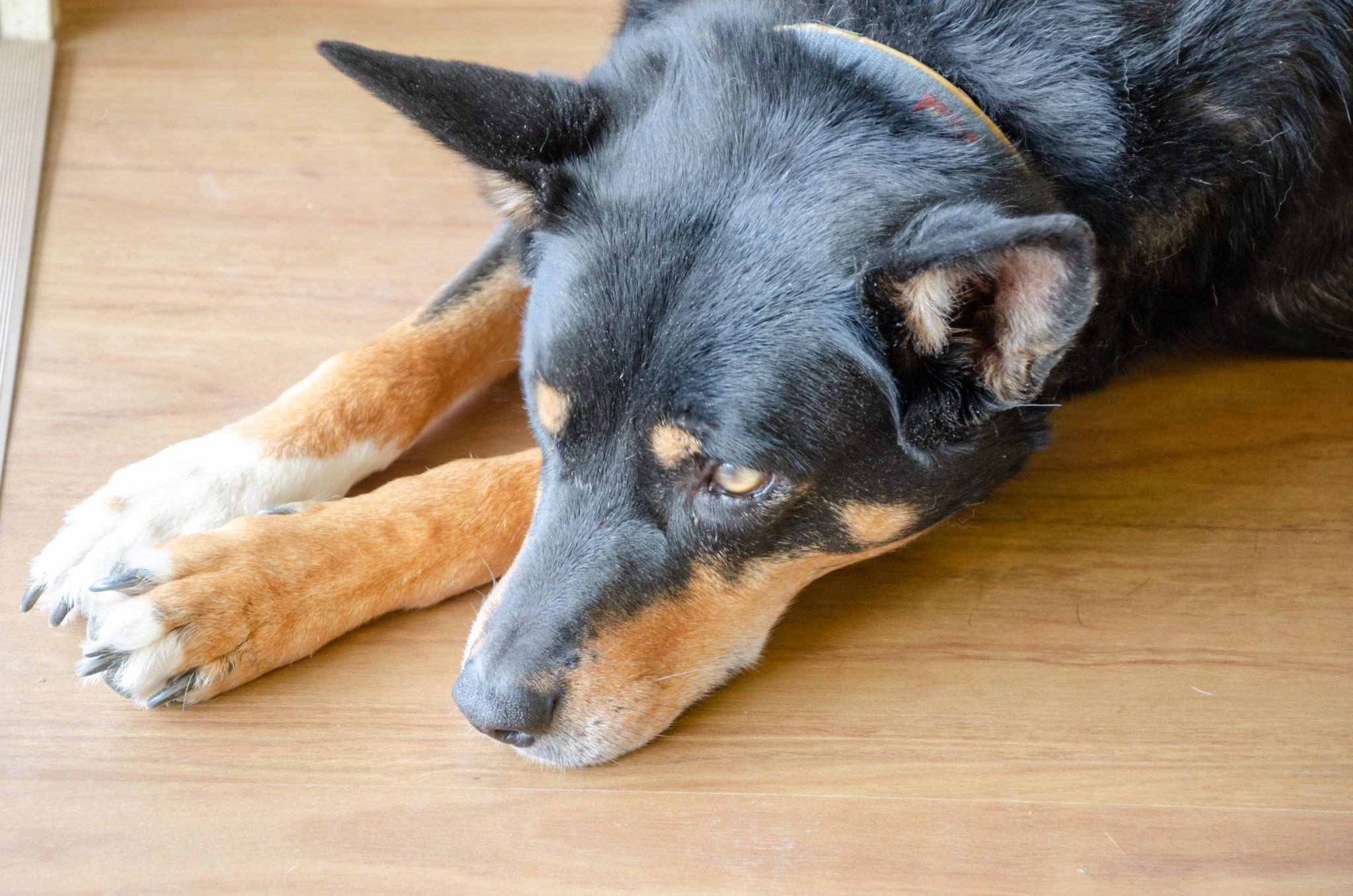 Prostock Team – Prostock Livestock